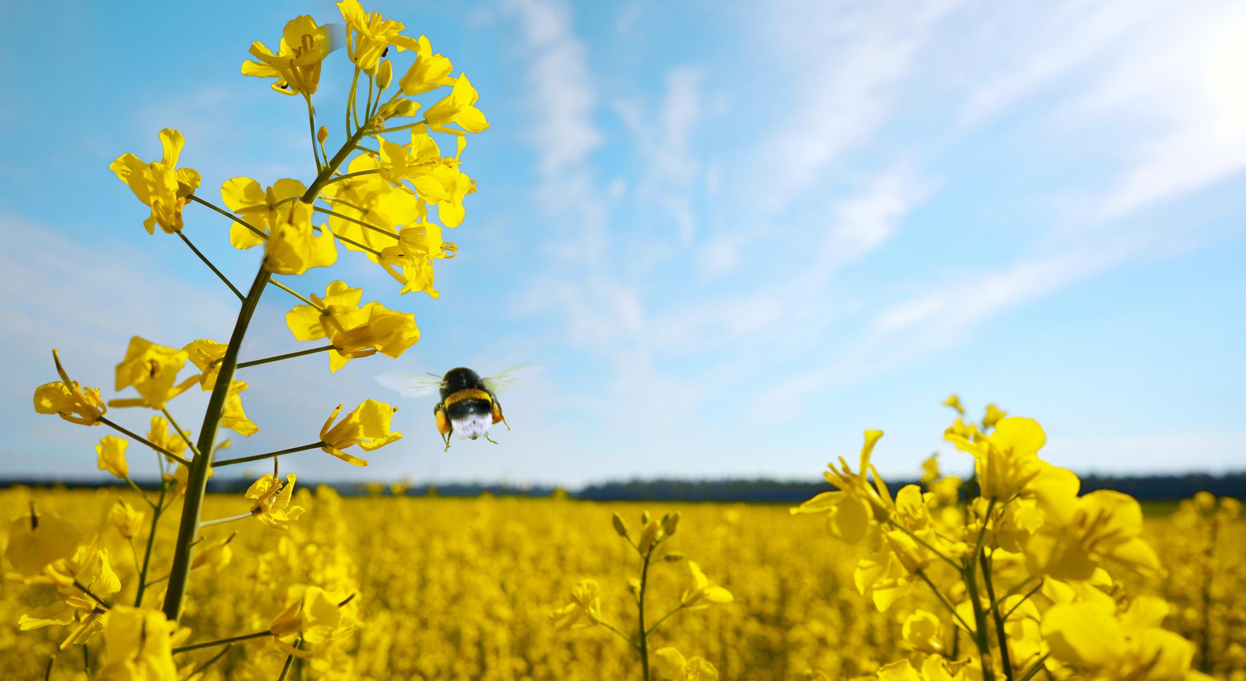 Indigro | Independent Agronomist Crop Consultants | Working For Farmers