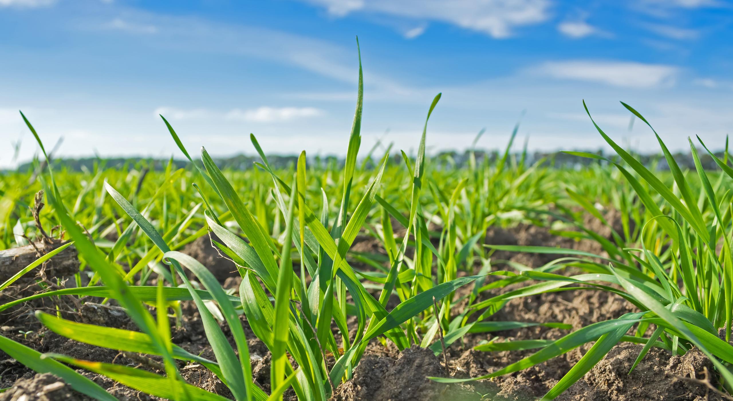 About Indigro | Indigro was formed in 2011 by independent agronomists